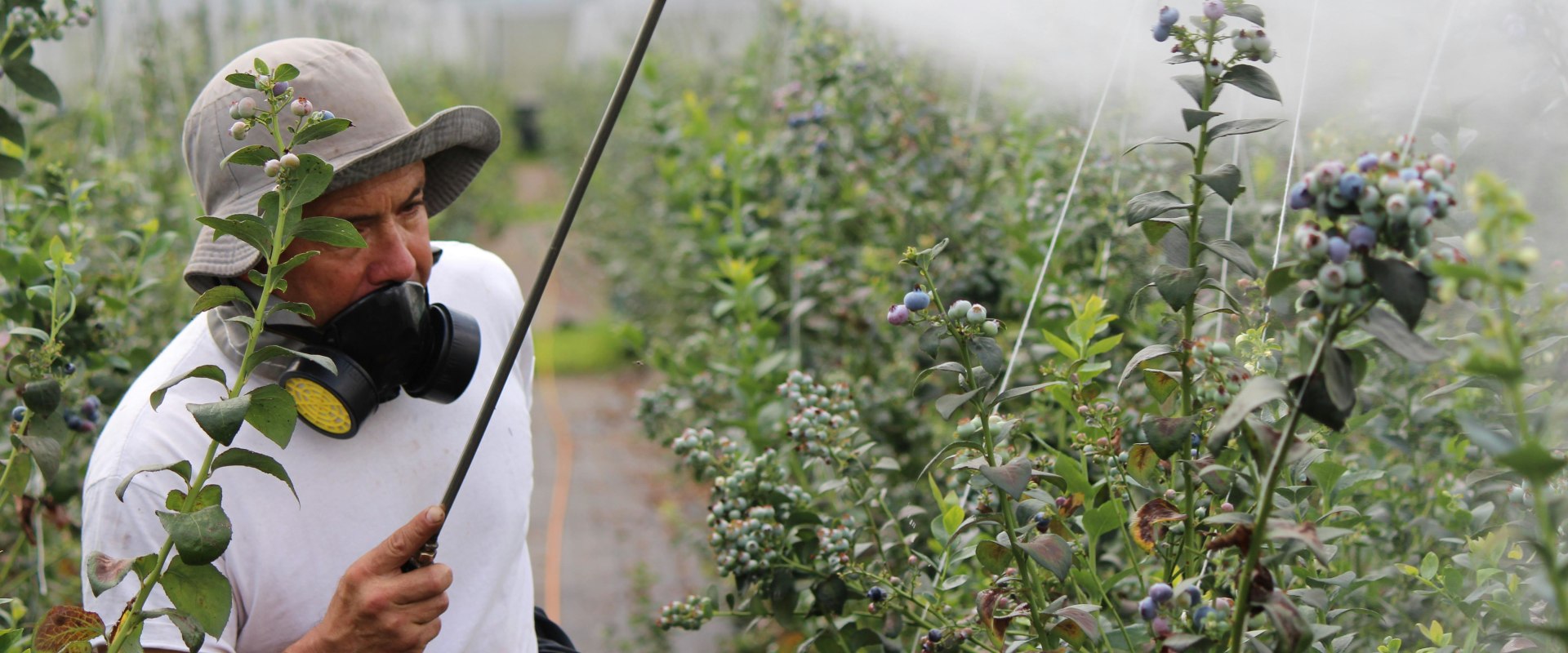 Eco-Friendly Extermination: How Charleston's Pest Control Experts Are ...